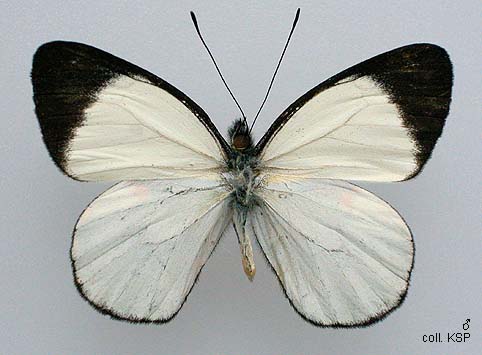 Papua Insects Foundation (Lepidoptera/Pieridae/Pierinae(Delias campbelli)